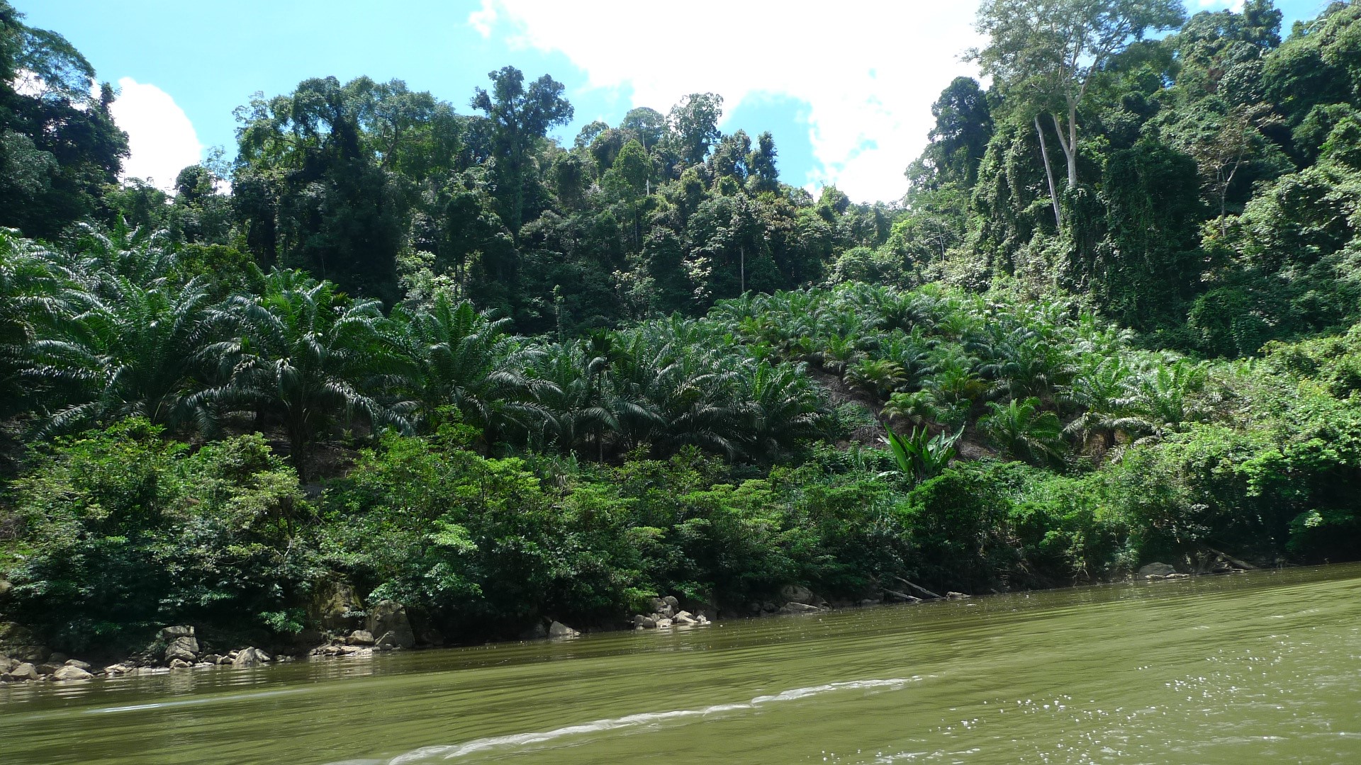 The Elephant Transboundary Landscape in the Heart of Borneo | WWF