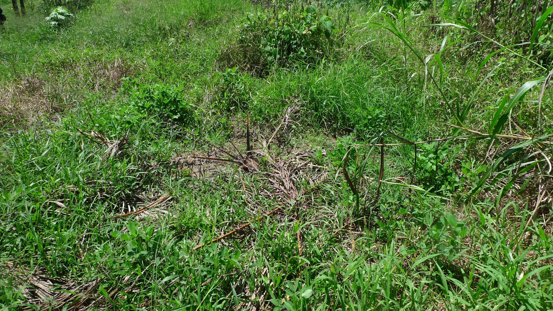 The Elephant Transboundary Landscape in the Heart of Borneo | WWF