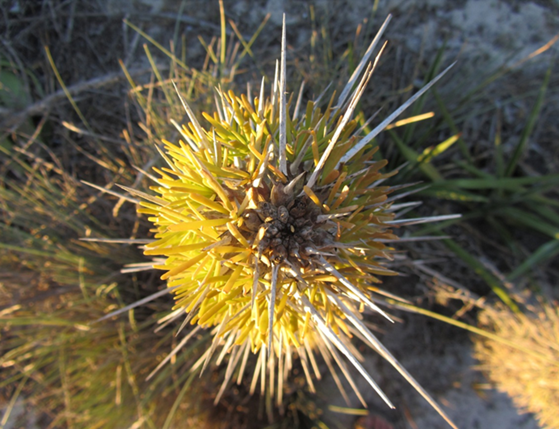 Exploration of the spiny forest | WWF