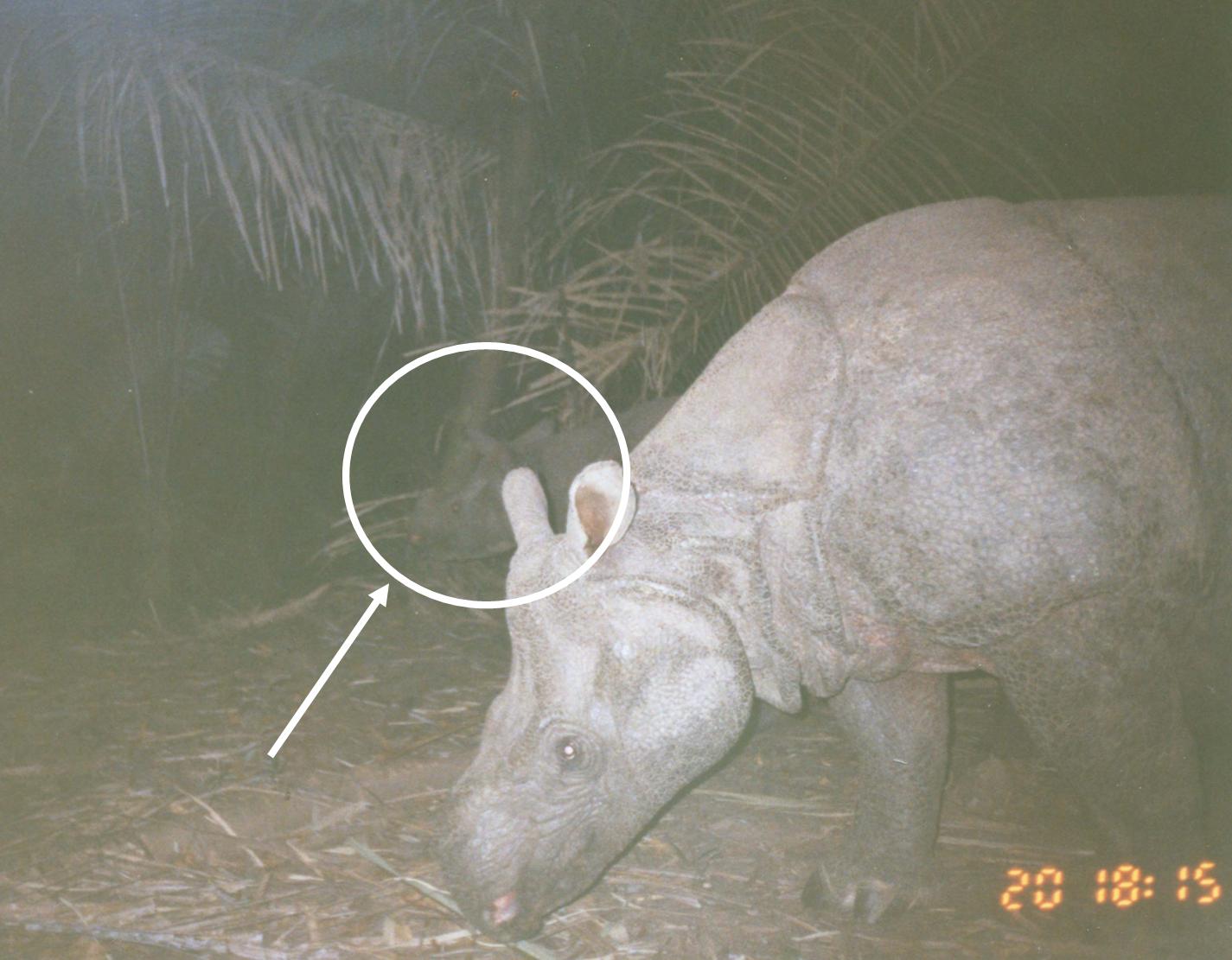 Baby boom for world’s rarest rhino species | WWF