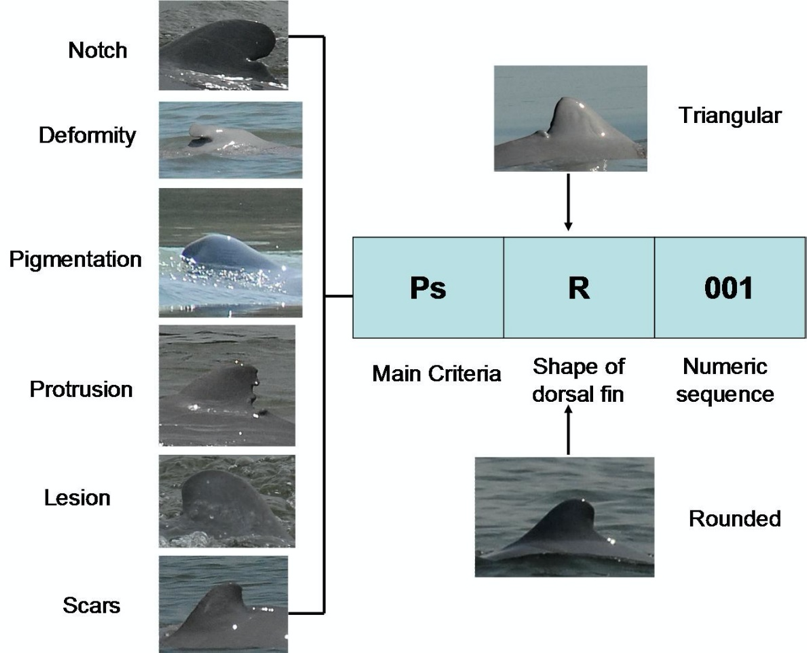 Dolphin Life Cycle