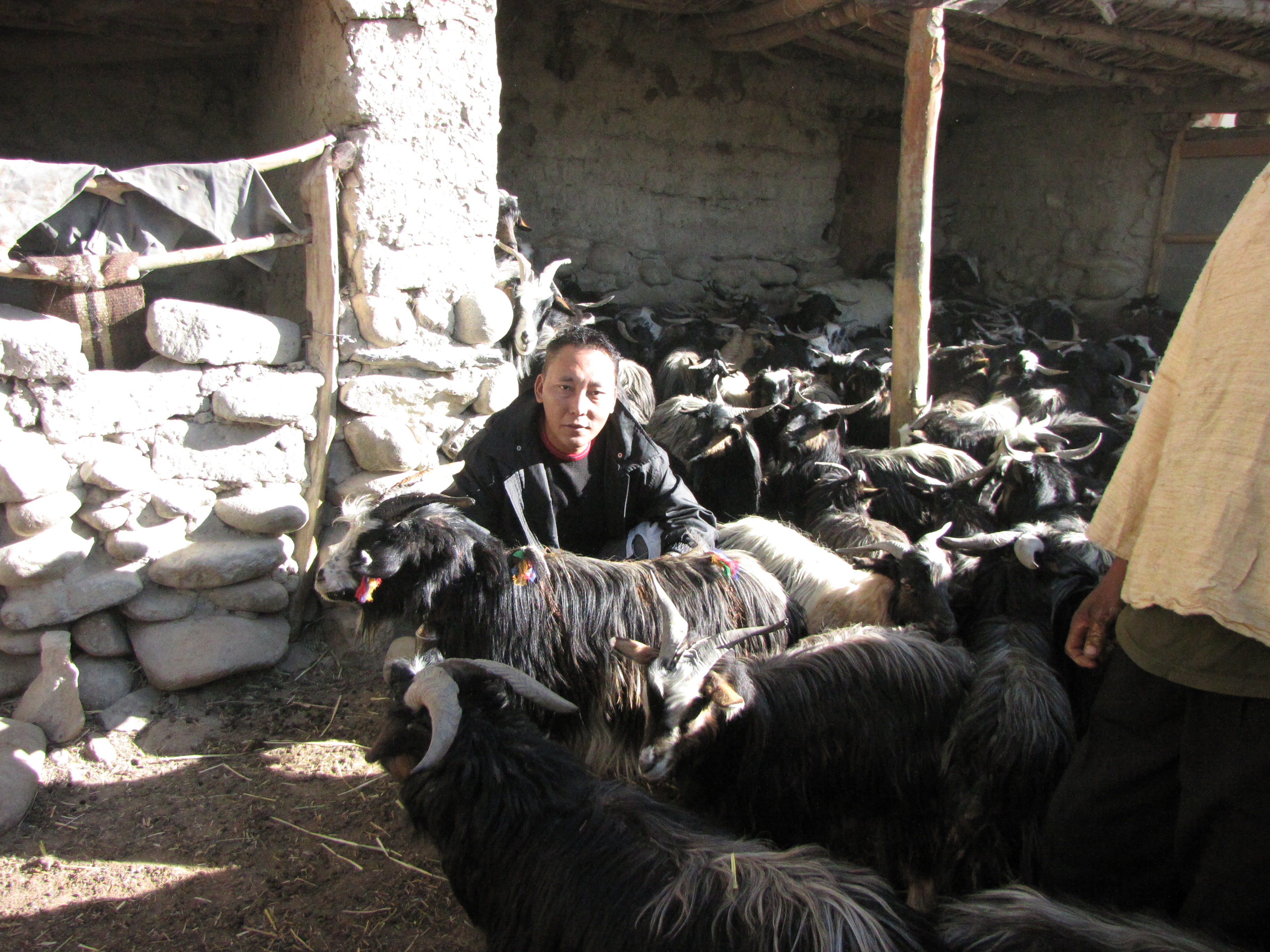 Protecting the Enemy: How a Nepalese herder became the snow leopard’s ...
