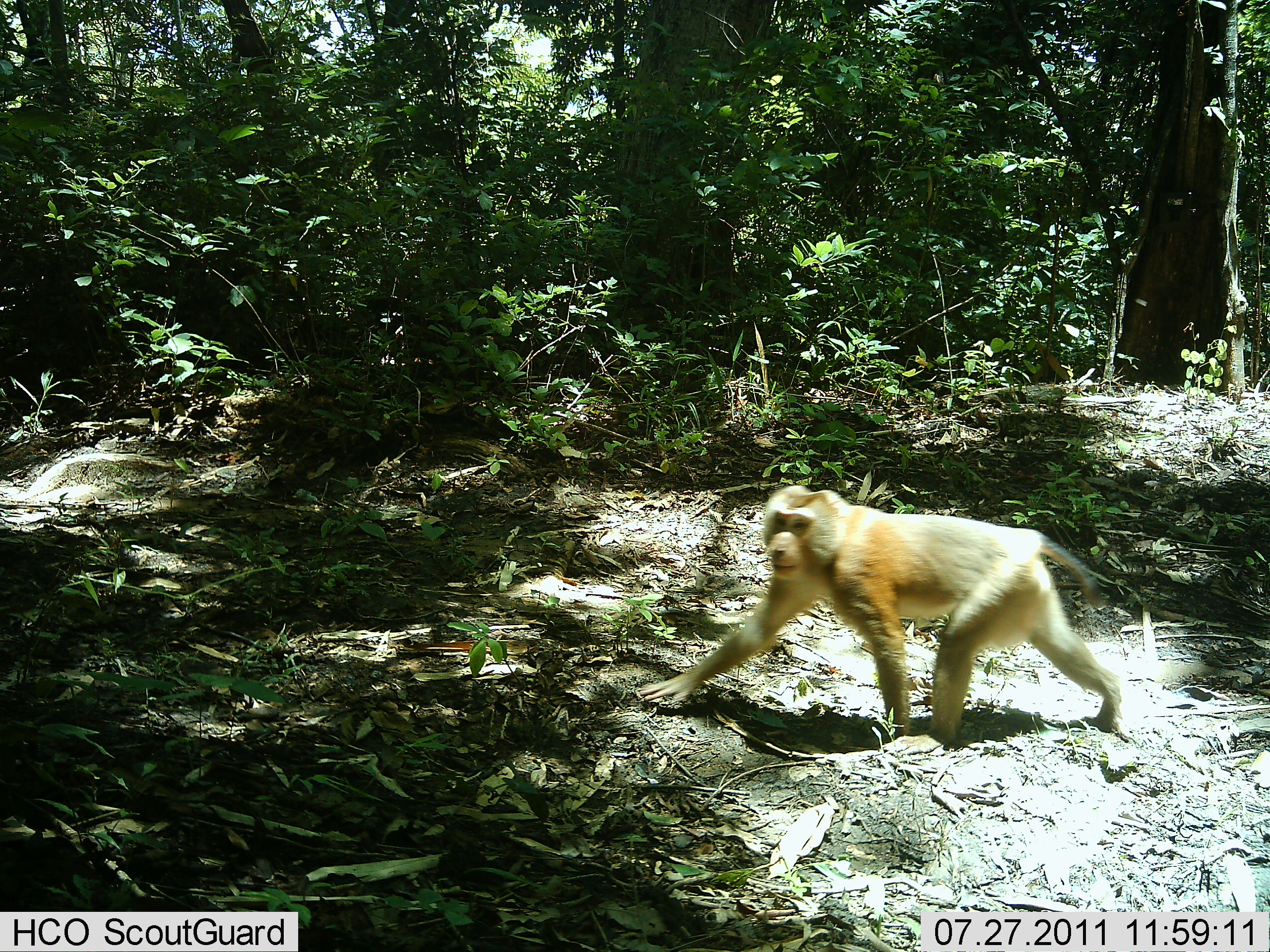 Tigers and prey recovery in Mae Wong-Khlong Lan National Park, Thailand ...