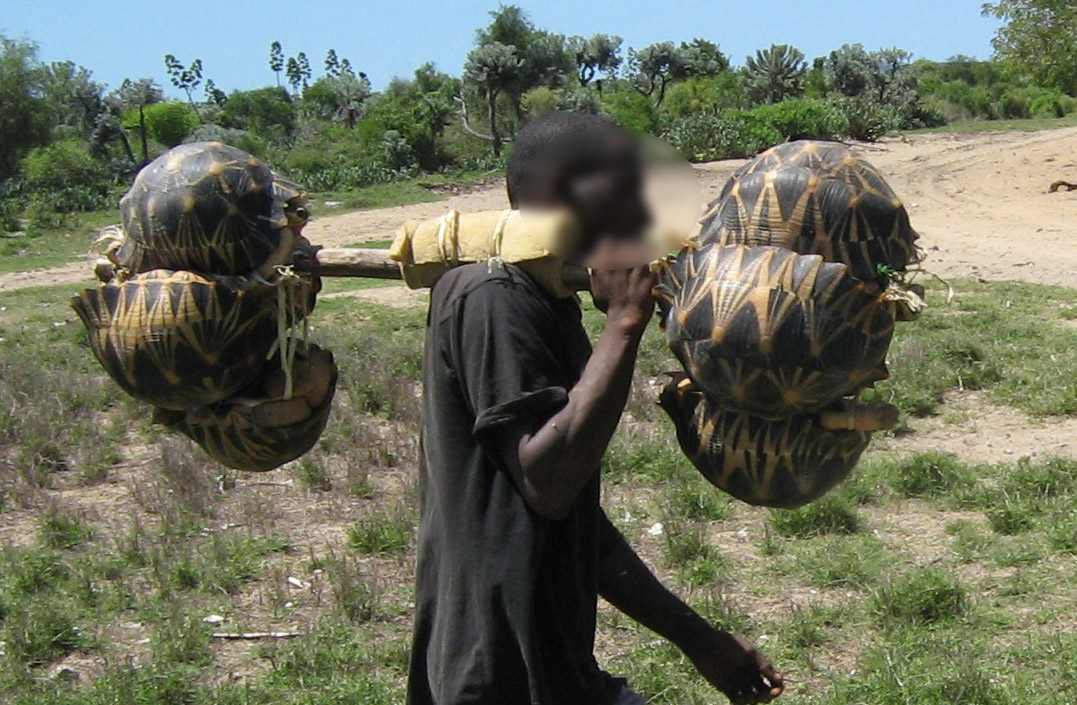 One thousand tortoises a week illegally gathered in south Madagascar | WWF