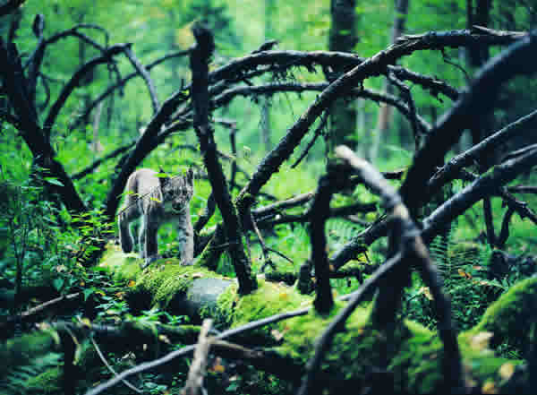 Protecting old-growth forests in Poland | WWF