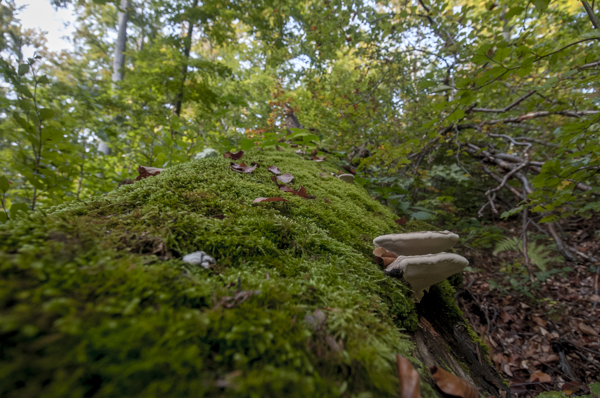 UNESCO asks Slovakia to protect the Primeval Beech Forests of the ...