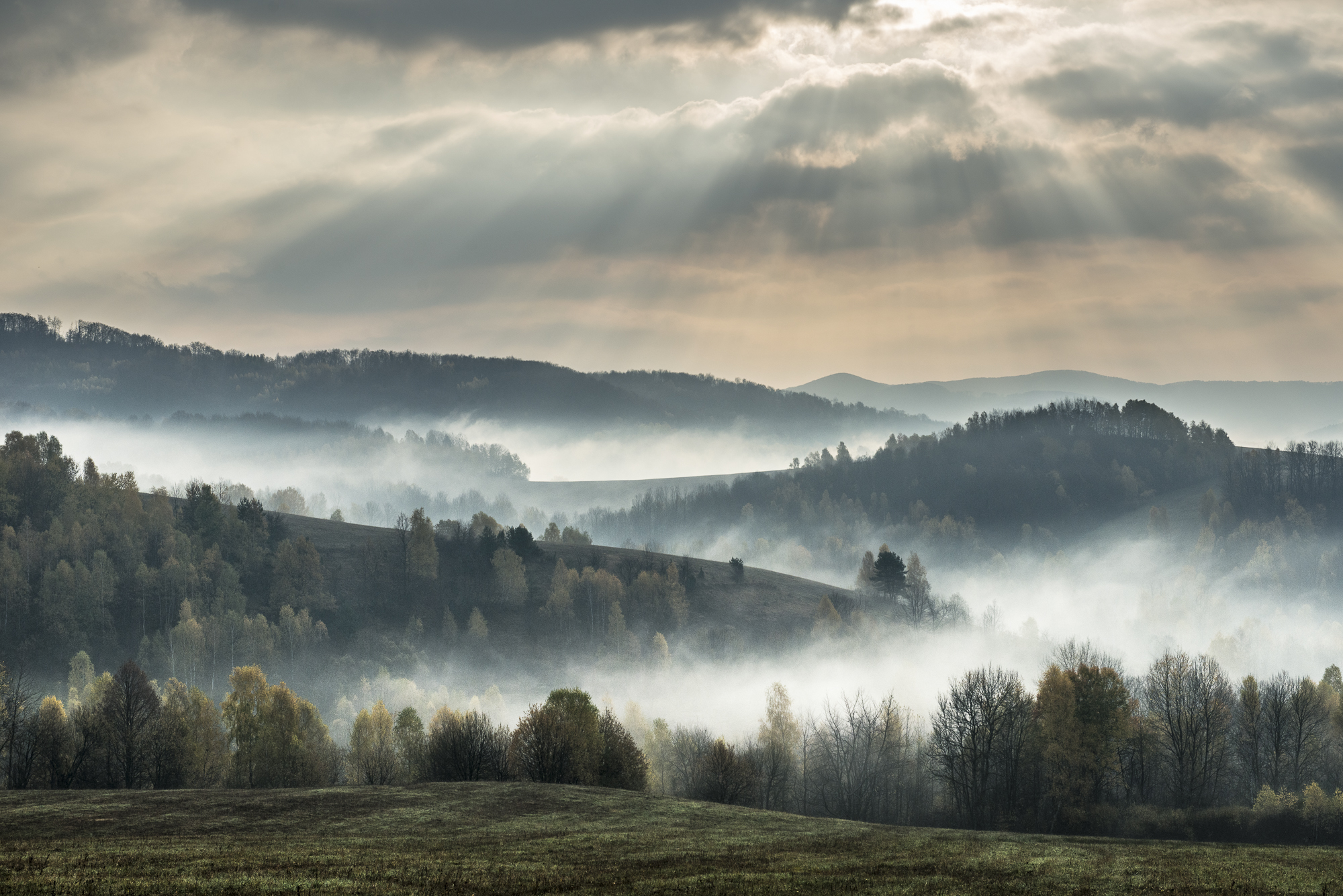 WWF urges Slovak government to protect Primeval Beech Forests of the ...