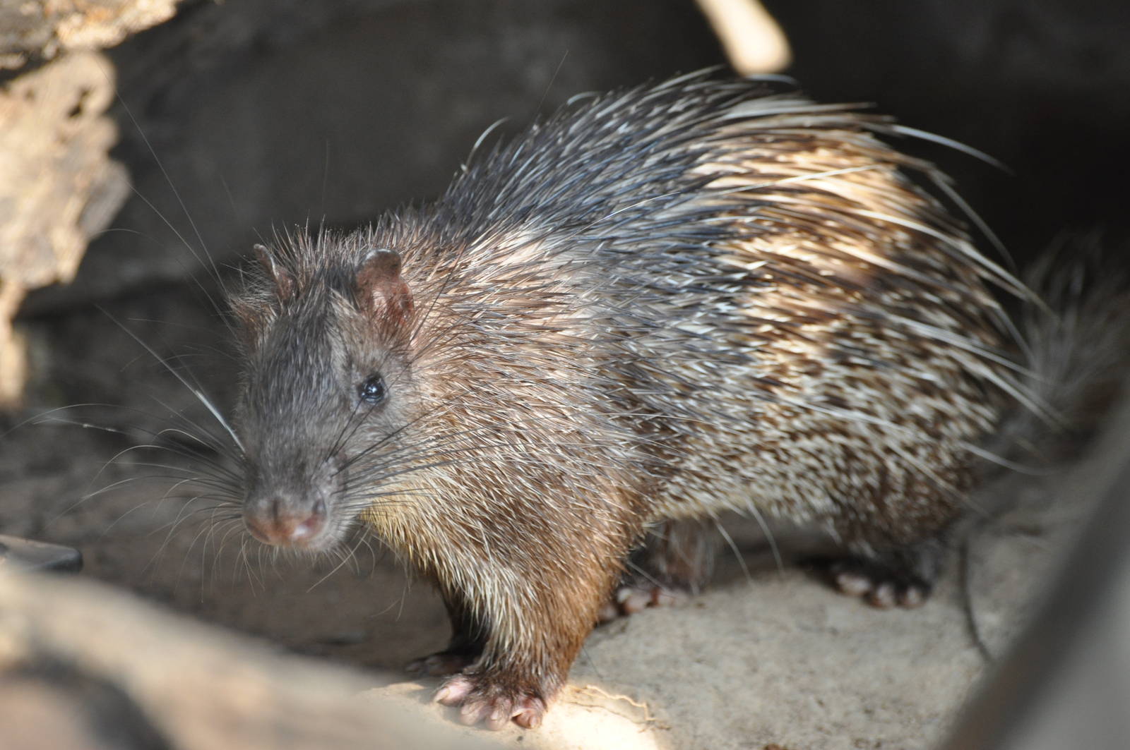 New species found in Manas | WWF New species found in Manas | WWF
