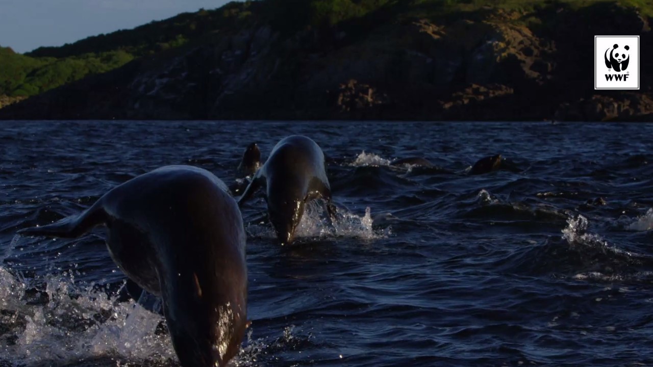 VIDEO: WWF Chile te invita a conocer y proteger Isla Guafo, la “pequeña ...
