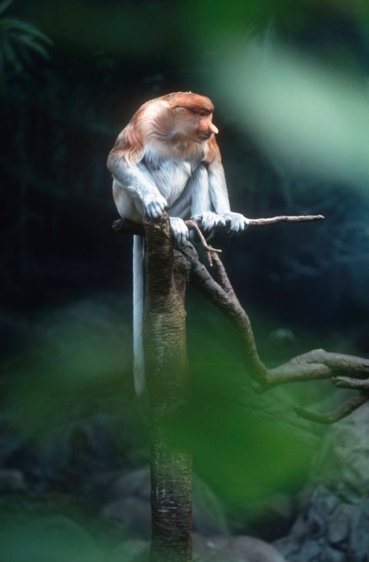 Why Transboundary Conservation Matters Wwf