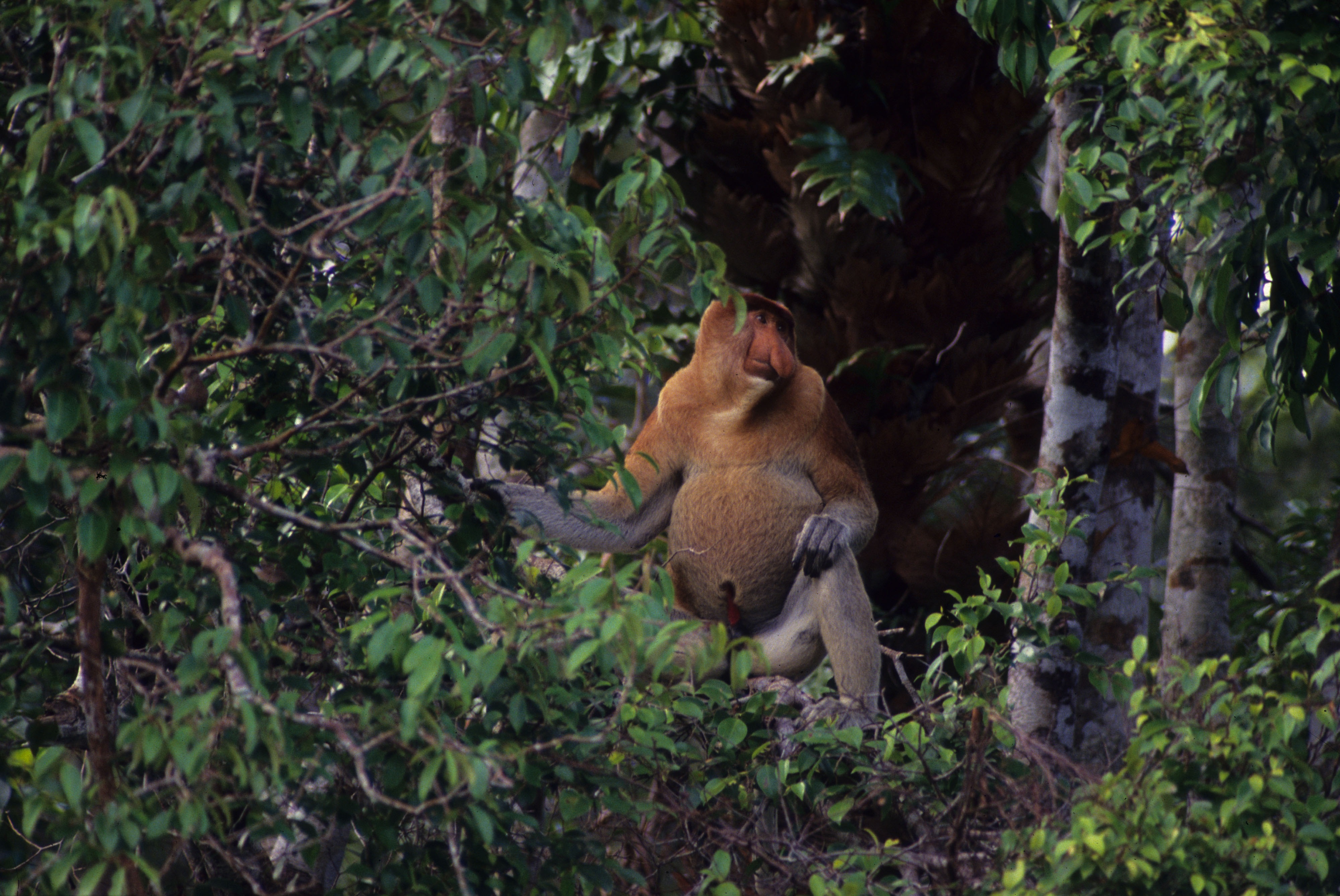 GFTN participants receive first FSC certification for mangrove forests ...