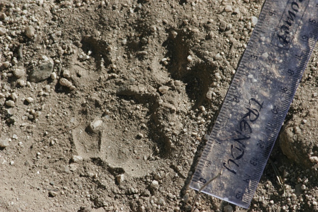 300 – 400 snow leopards estimated to be found in Nepal | WWF
