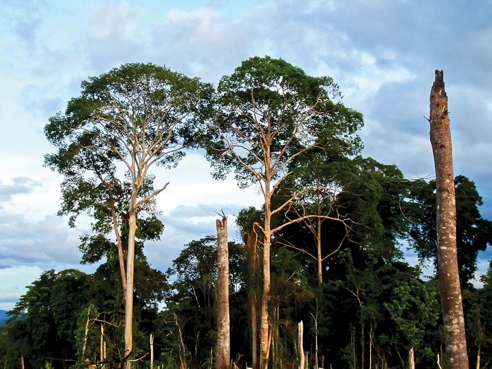 Gunung Lumut: Heaven on Earth | WWF