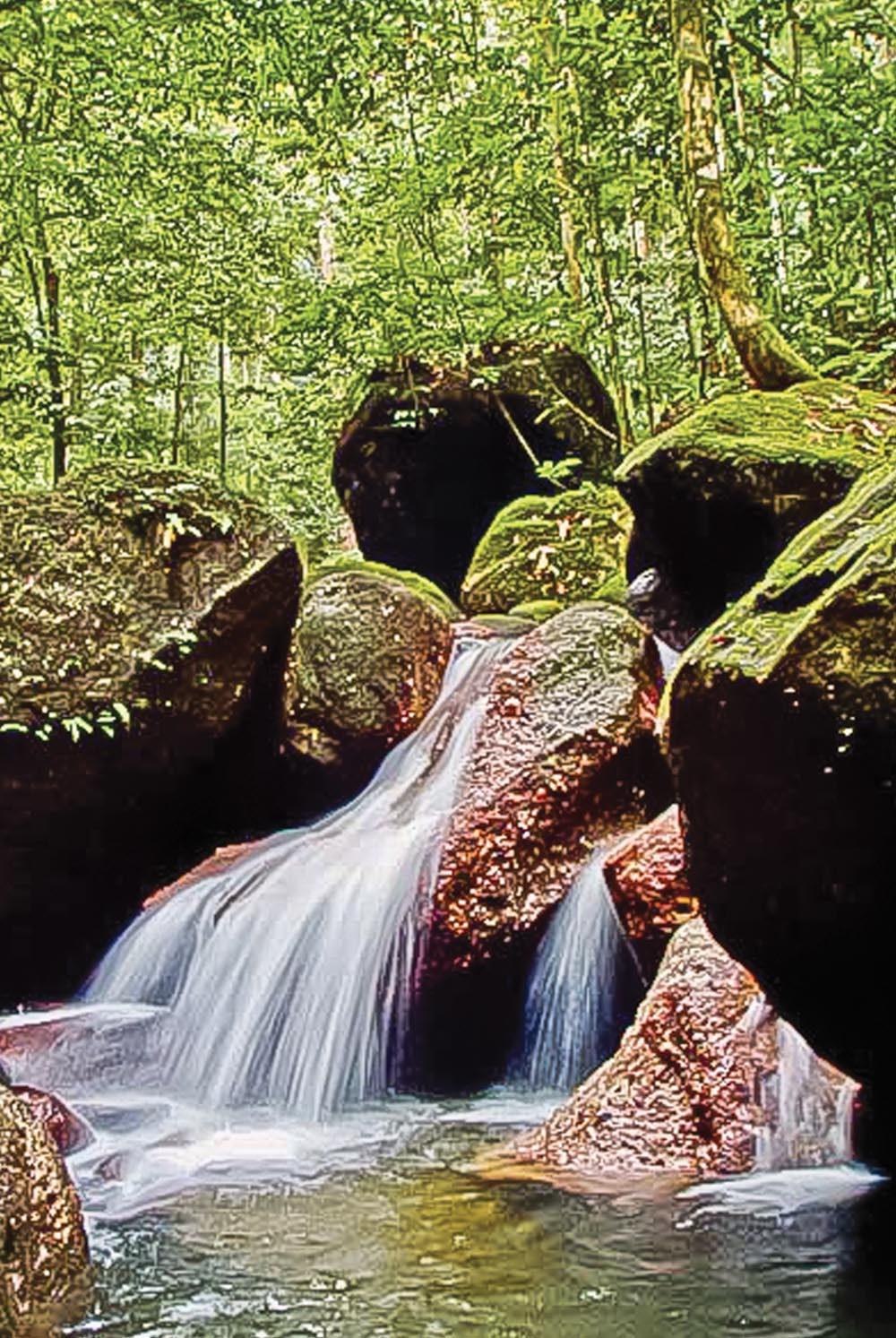 Gunung Lumut: Heaven on Earth | WWF