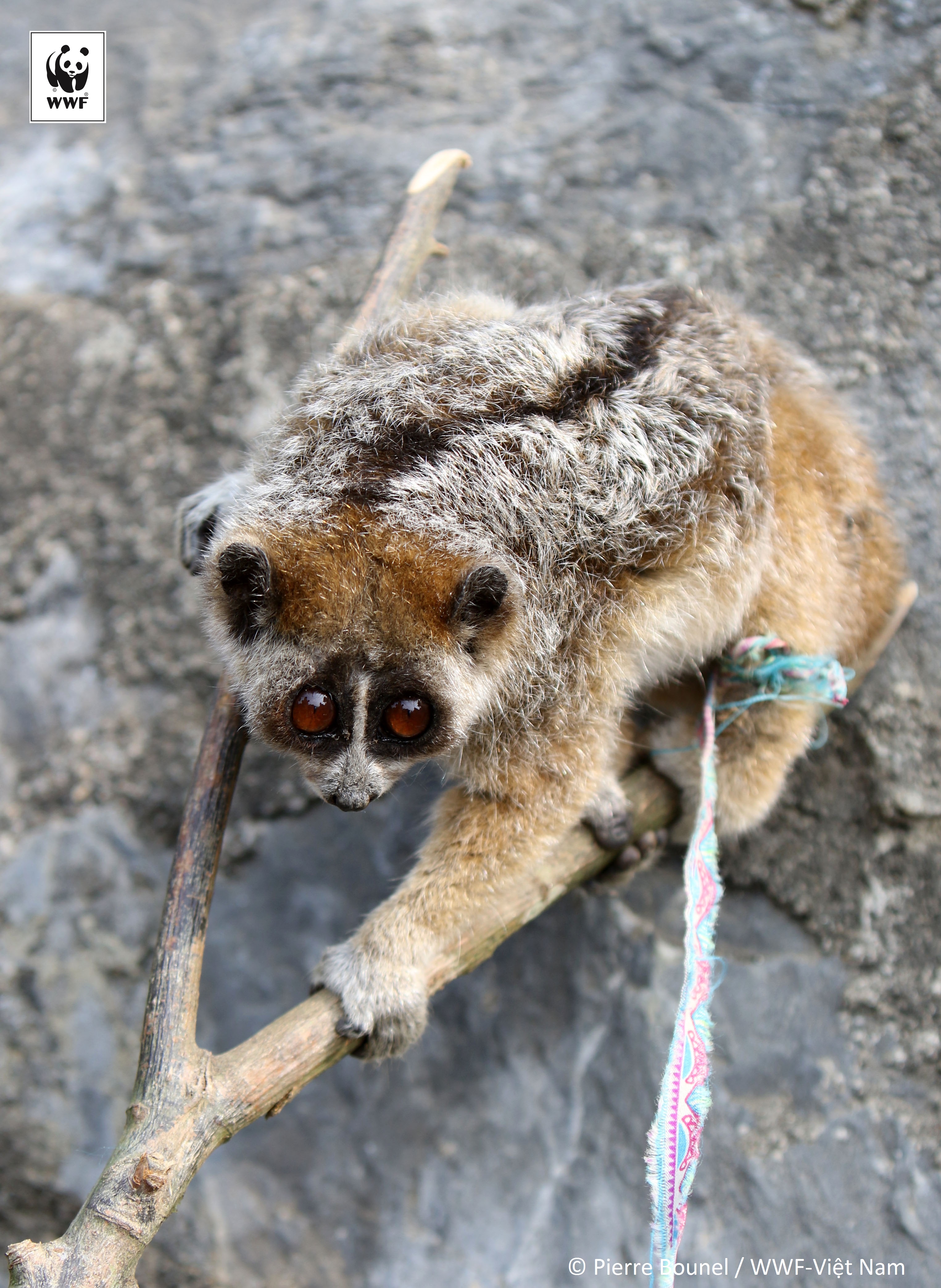 Wild pets – underestimated threats to human and wildlife | WWF