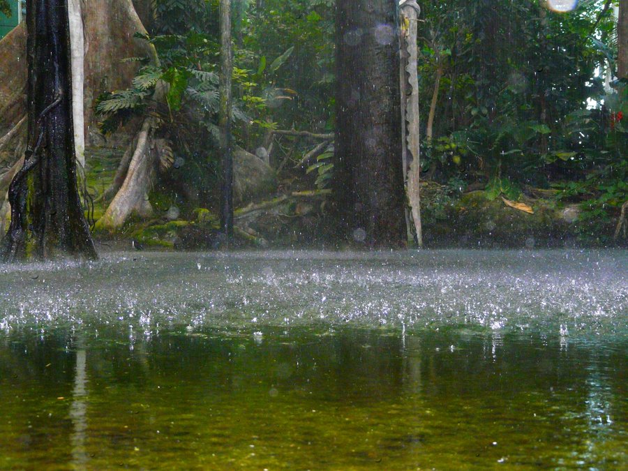 Global warming can intensify tropical rainfall | WWF