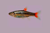 วันนี้ที่ดีขึ้น...ของ กุดทิง และบึงโขงหลง | WWF