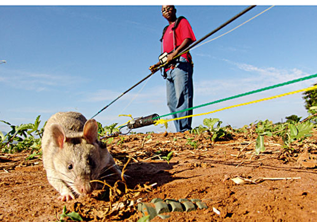 Тэсрэх бөмбөг илрүүлэхэд хархыг ашиглаж байна | WWF
