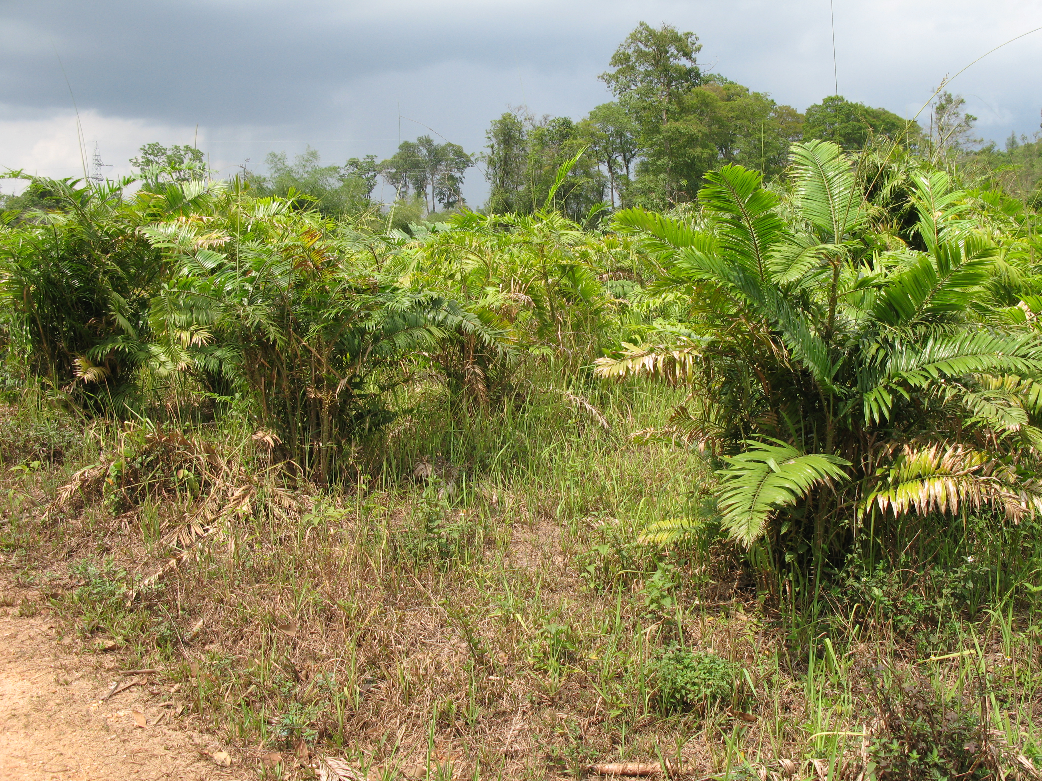 Bolikhamxay rattan weavers learn to write business plans | WWF