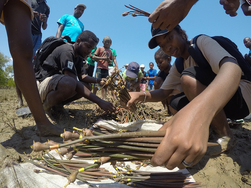 A super campaign of mangrove restoration by youth in the Menabe Region ...