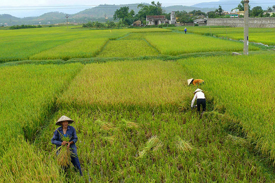 MONGOLIA LEASES LAND FOR RICE FARMING | WWF