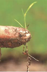 Study: Growing more rice with less water – WWF | WWF