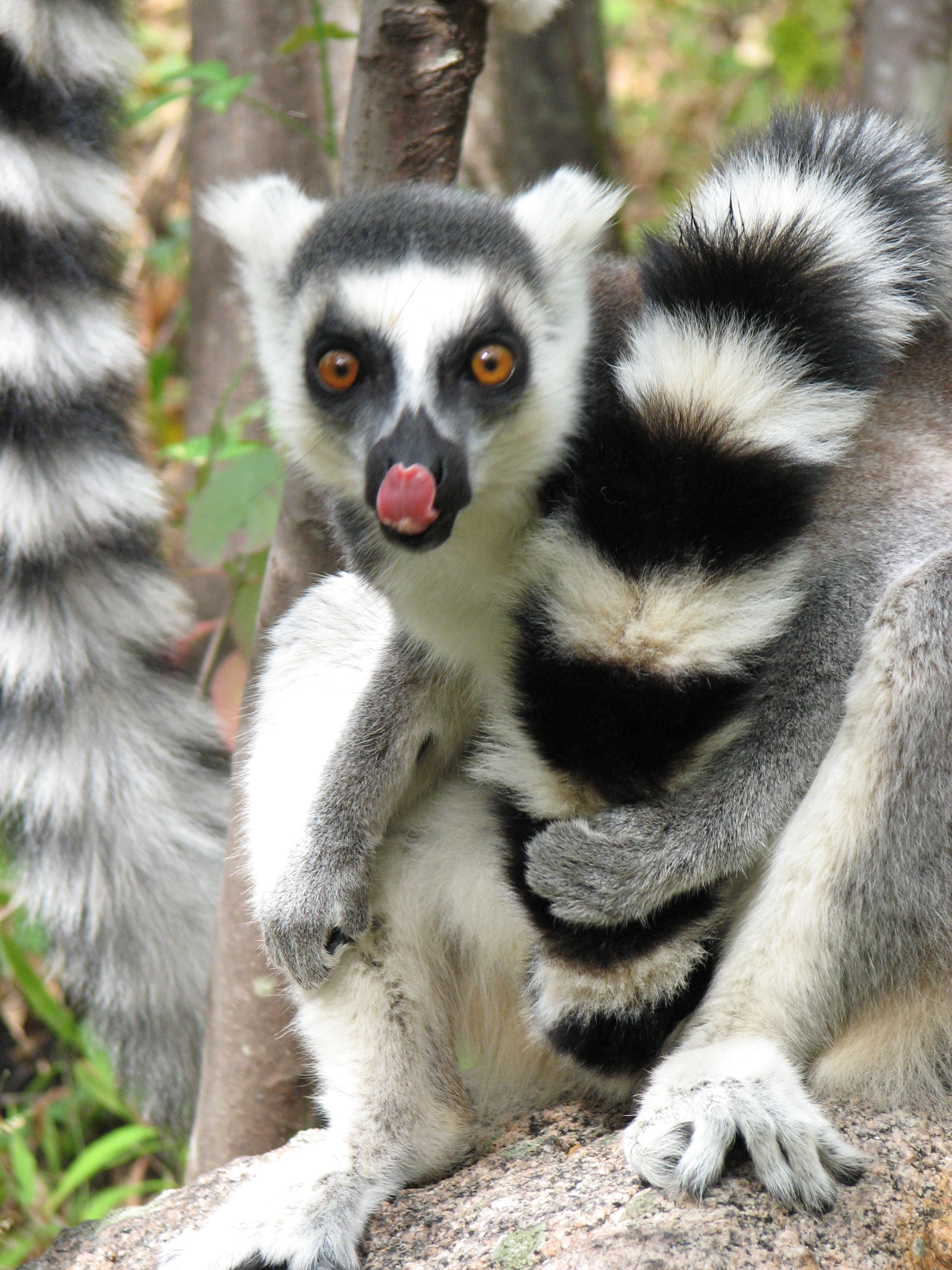 The spiny forest and its people | WWF