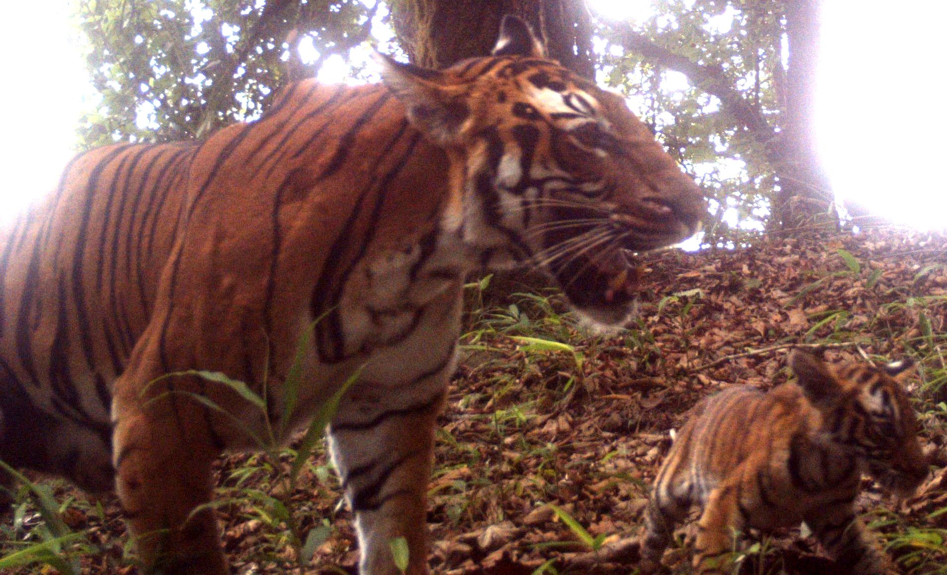 A perfect match | WWF