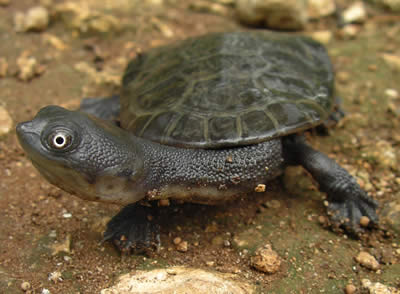 Indonesian freshwater turtle close to extinction | WWF