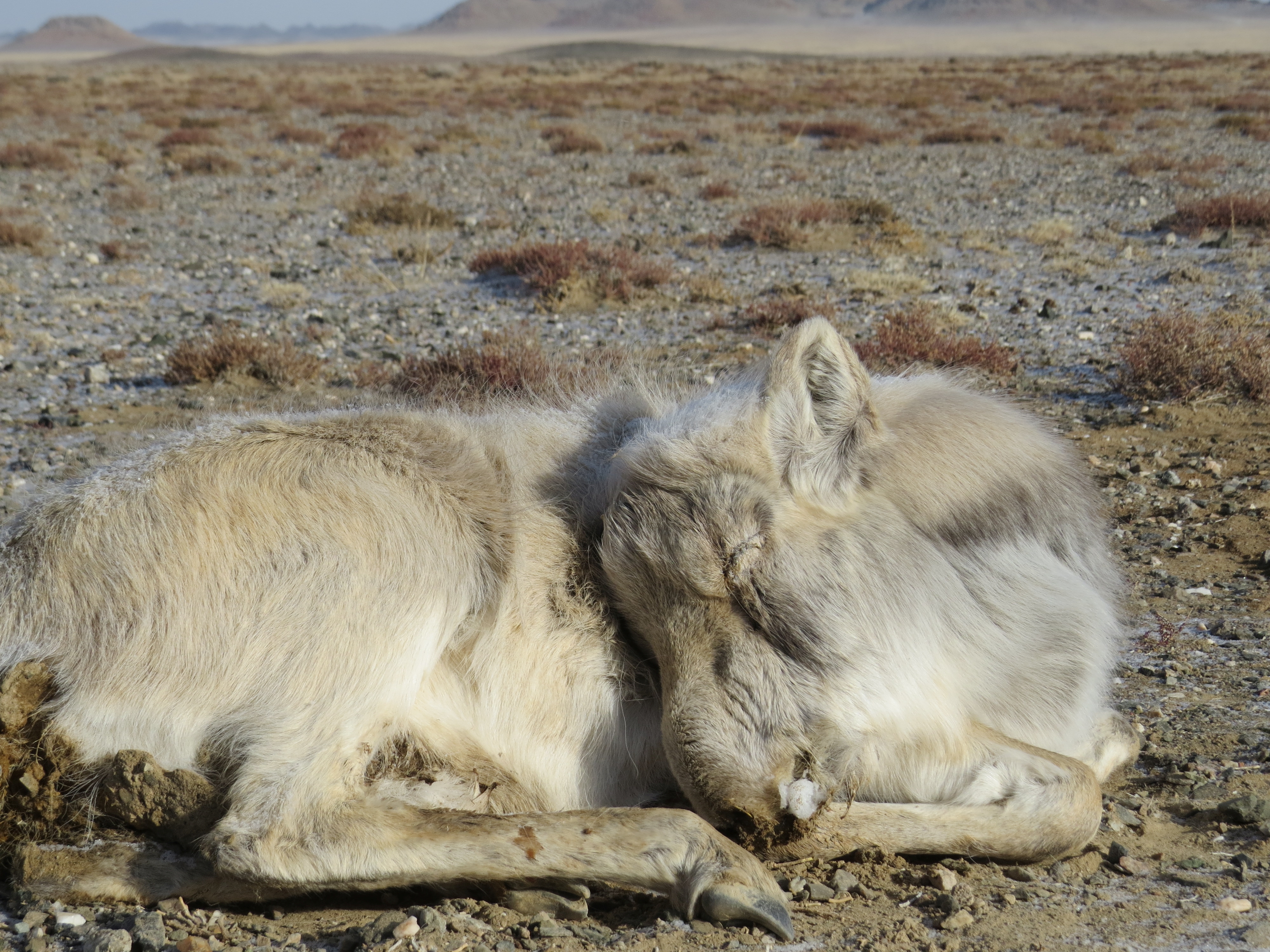 54.5 percent of the Mongolian Saiga population is lost due to disease ...