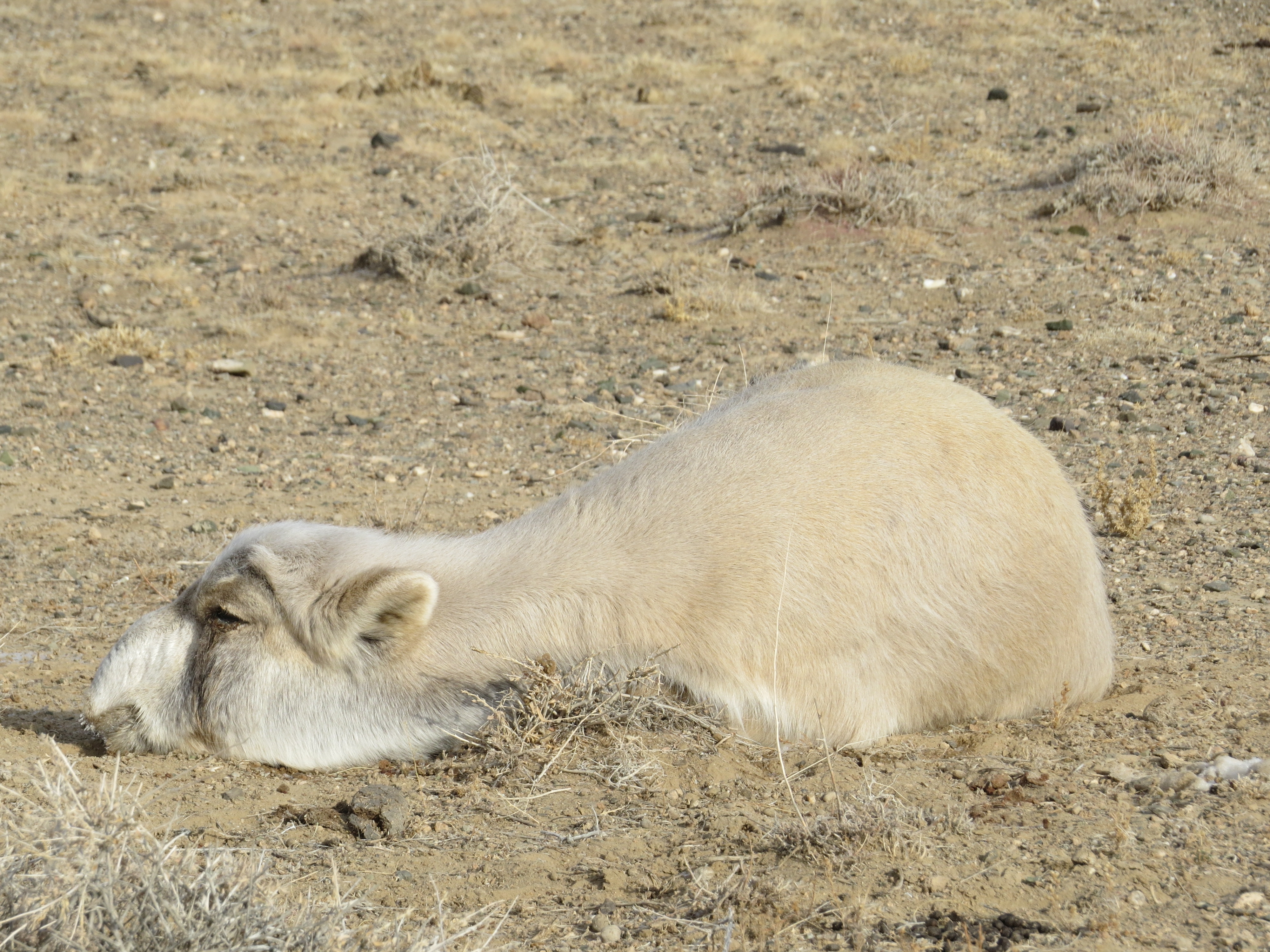 More than 4000 mongolian saigas die in a disease outbreak | WWF