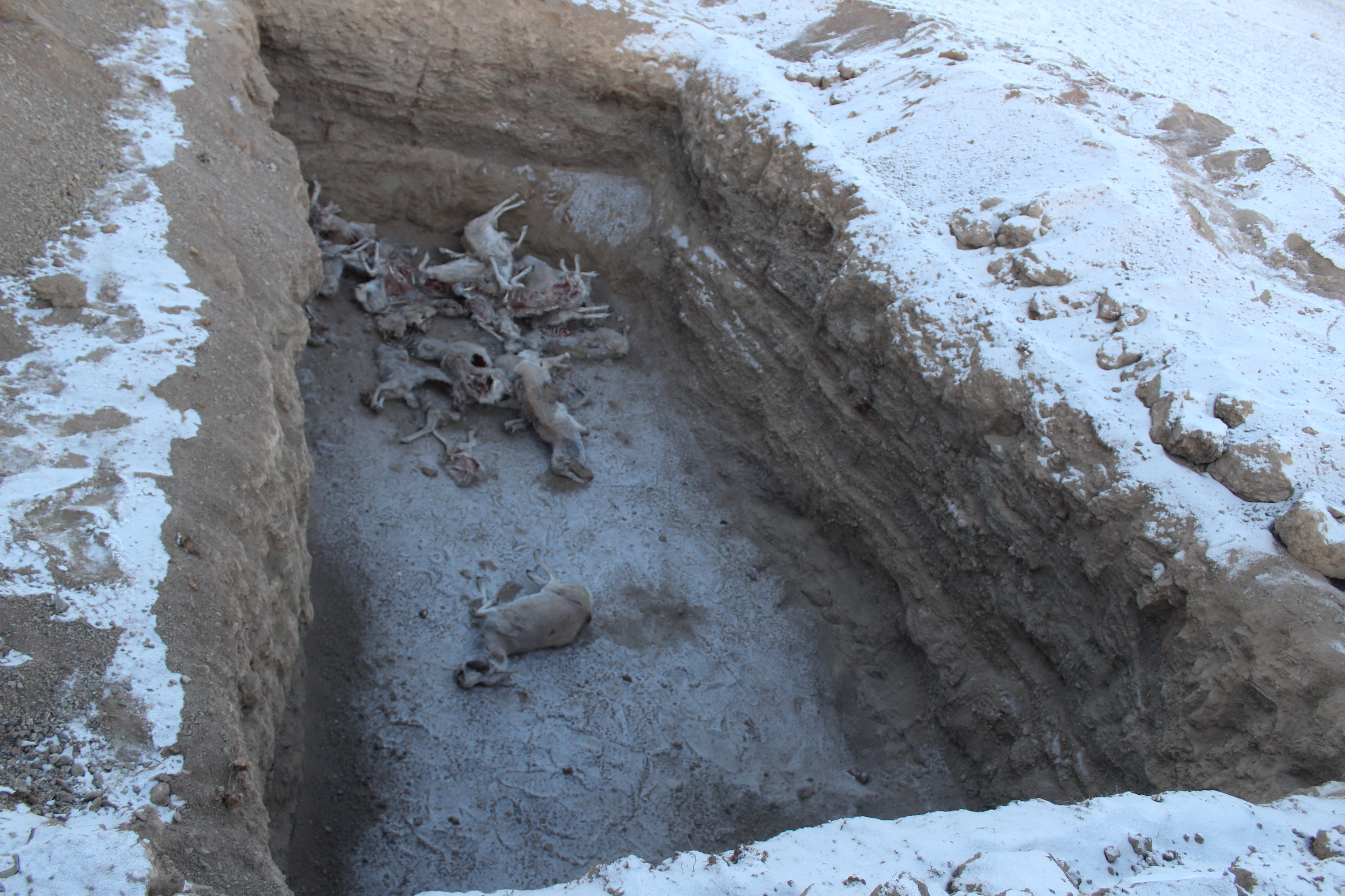 Over 1000 Mongolian saigas have died because of the outbreak of goat ...