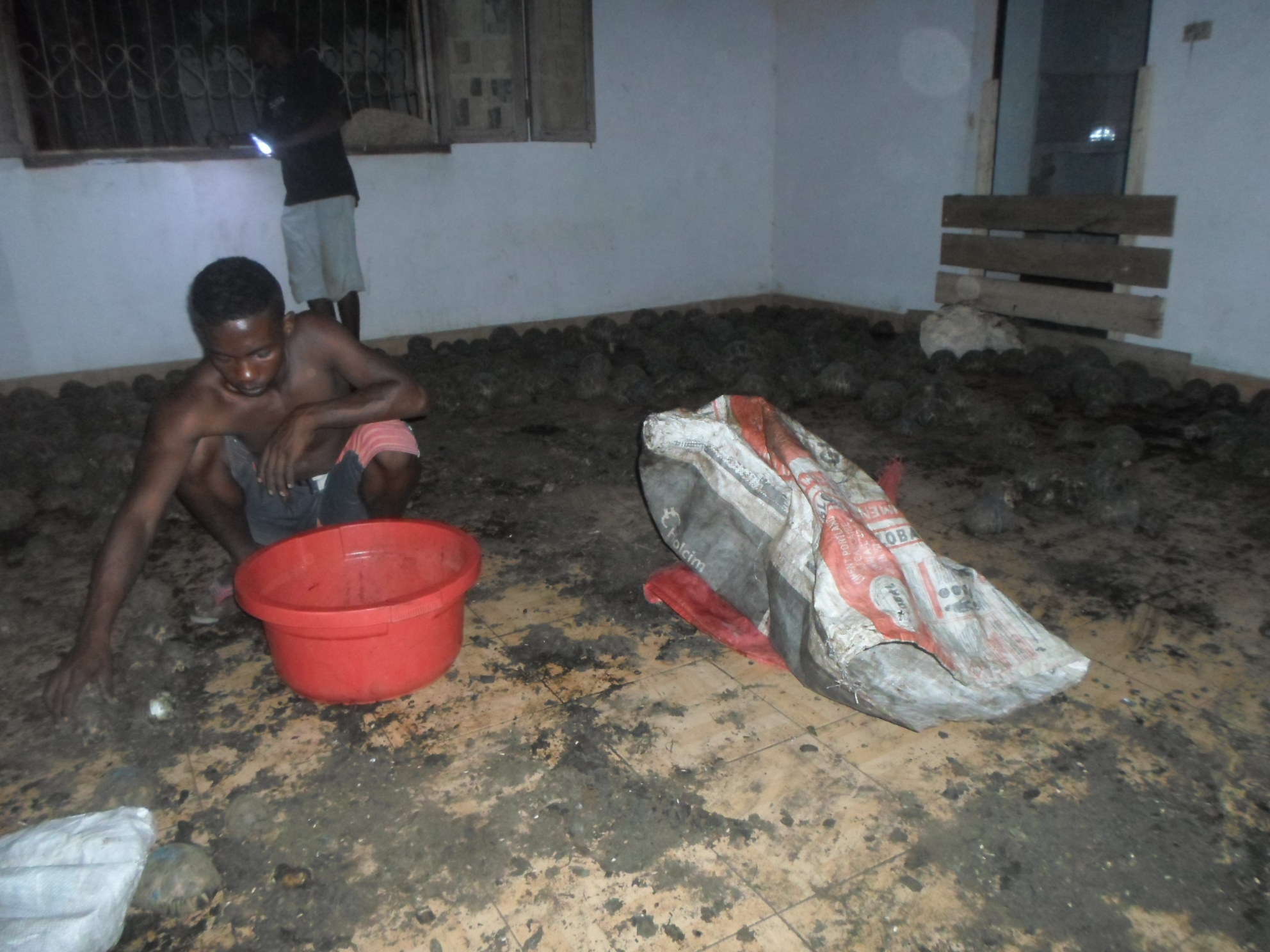 Record rescue mission with more than 10,000 tortoises saved from ...