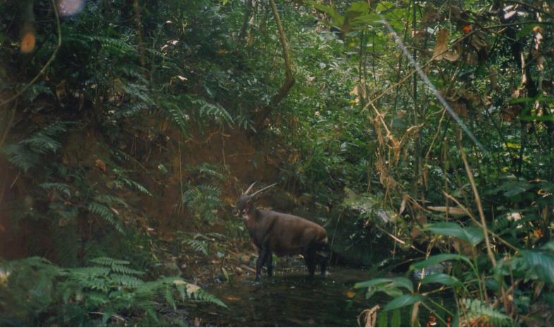 World Saola Day: Conservationists Aim to Establish First Breeding ...