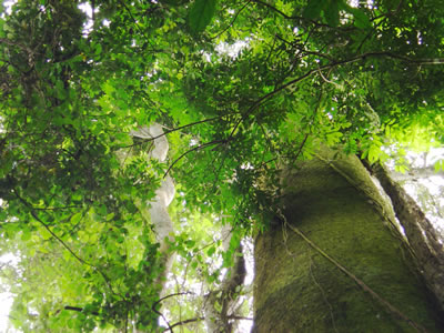 Making markets work for forests and people in Ghana | WWF