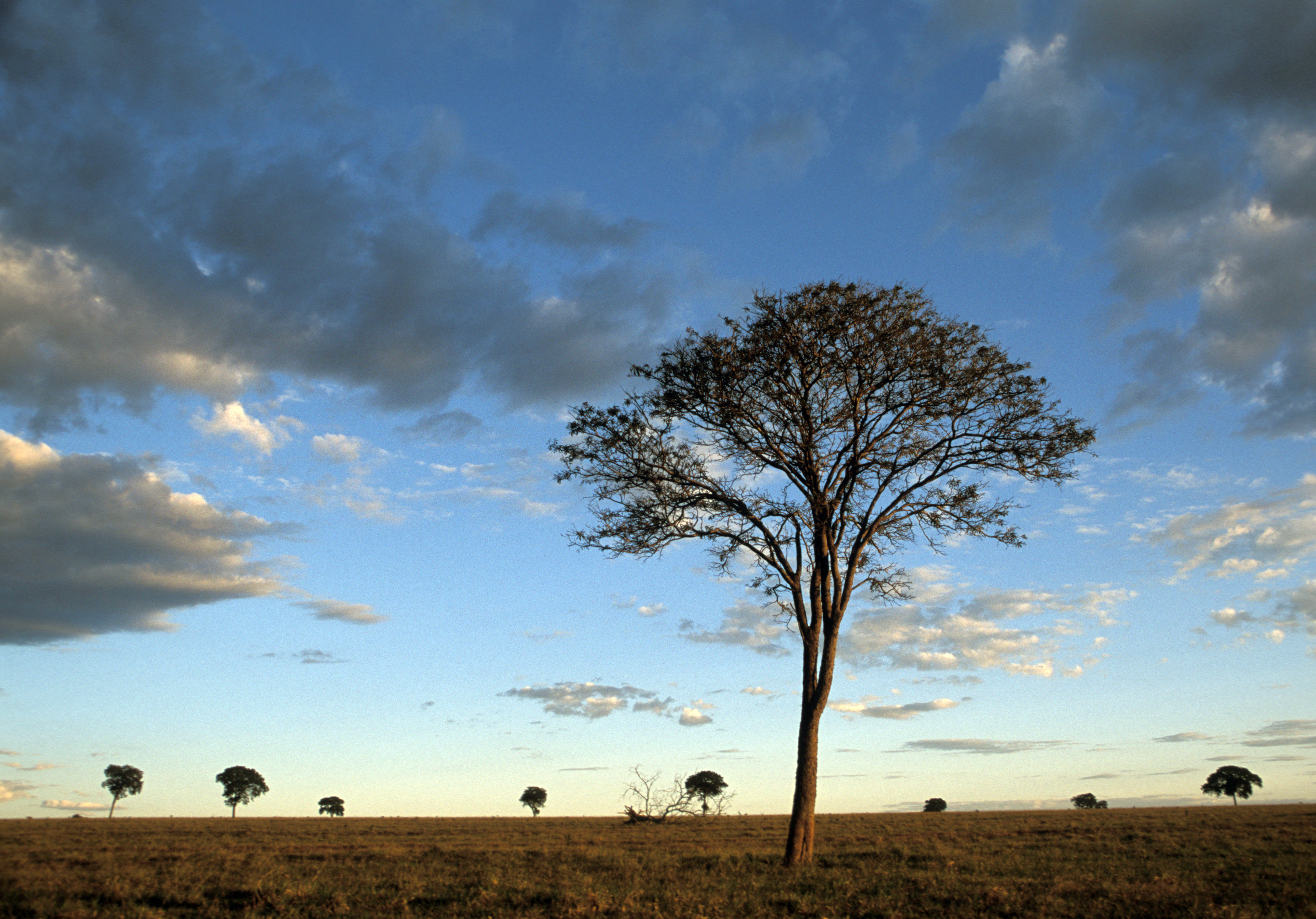 Nature in steep decline due to human activities: WWF Living Planet ...