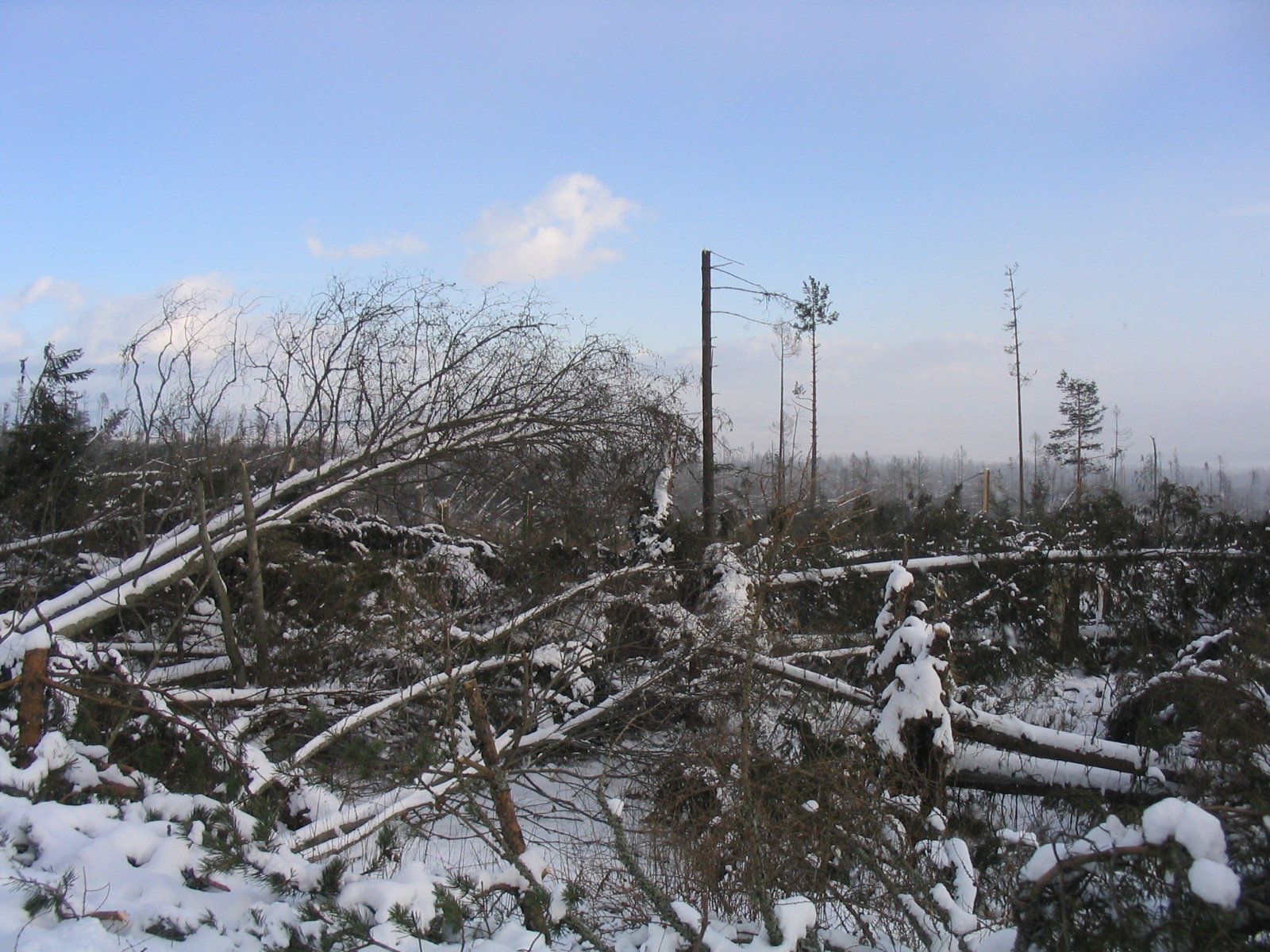 Natural windstorm requires natural solutions | WWF