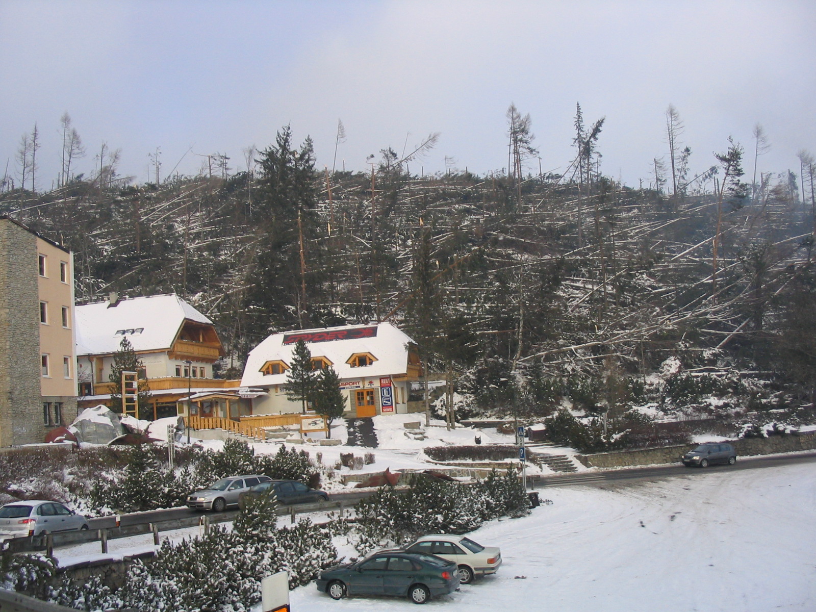 Natural windstorm requires natural solutions | WWF