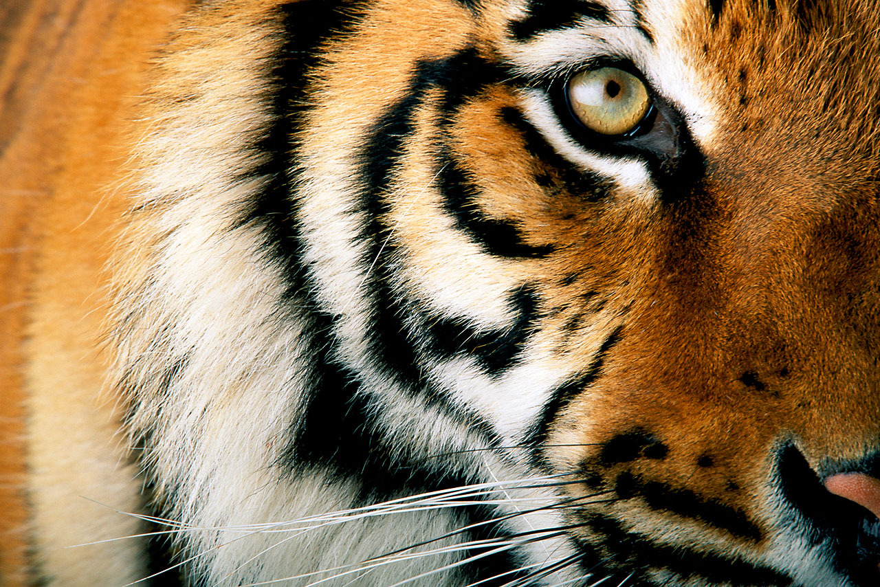 Help Protect Tigers from Illegal Trade | WWF