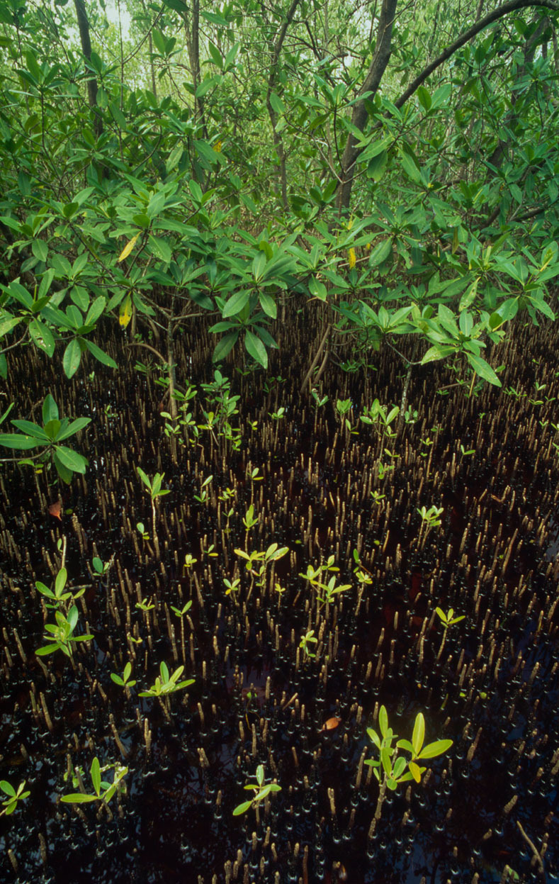 Caring Trees Program: Make efforts for the people you care for! | WWF