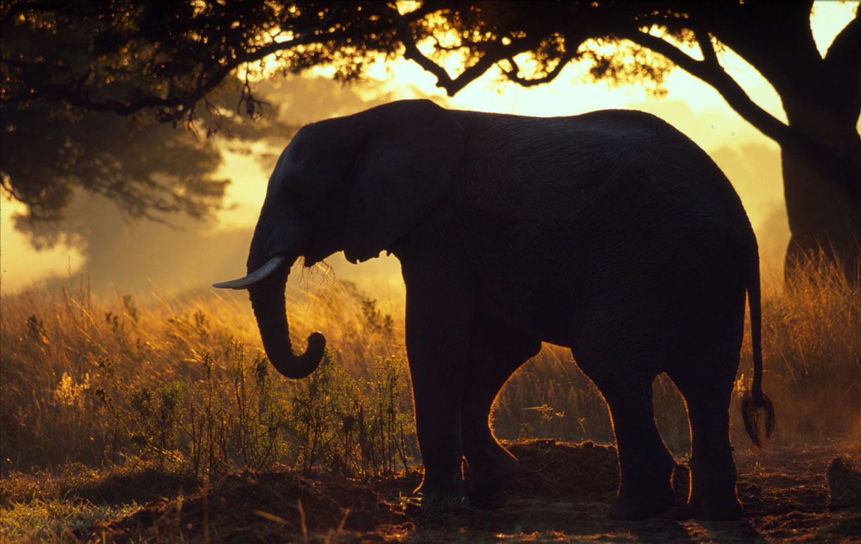 Huge Fall in African Elephant Population as Poaching Crisis Continues | WWF