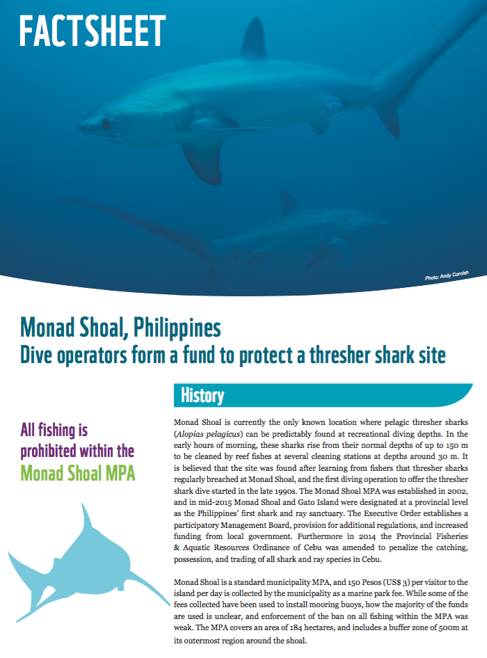 Common Thresher Shark Facts