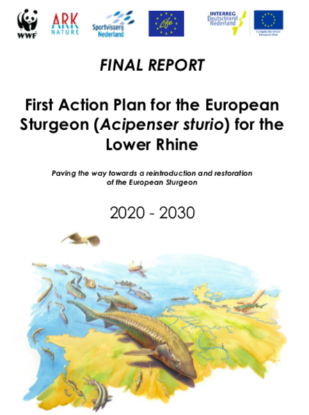 Launch of Action Plan for European sturgeon in the Rhine | WWF