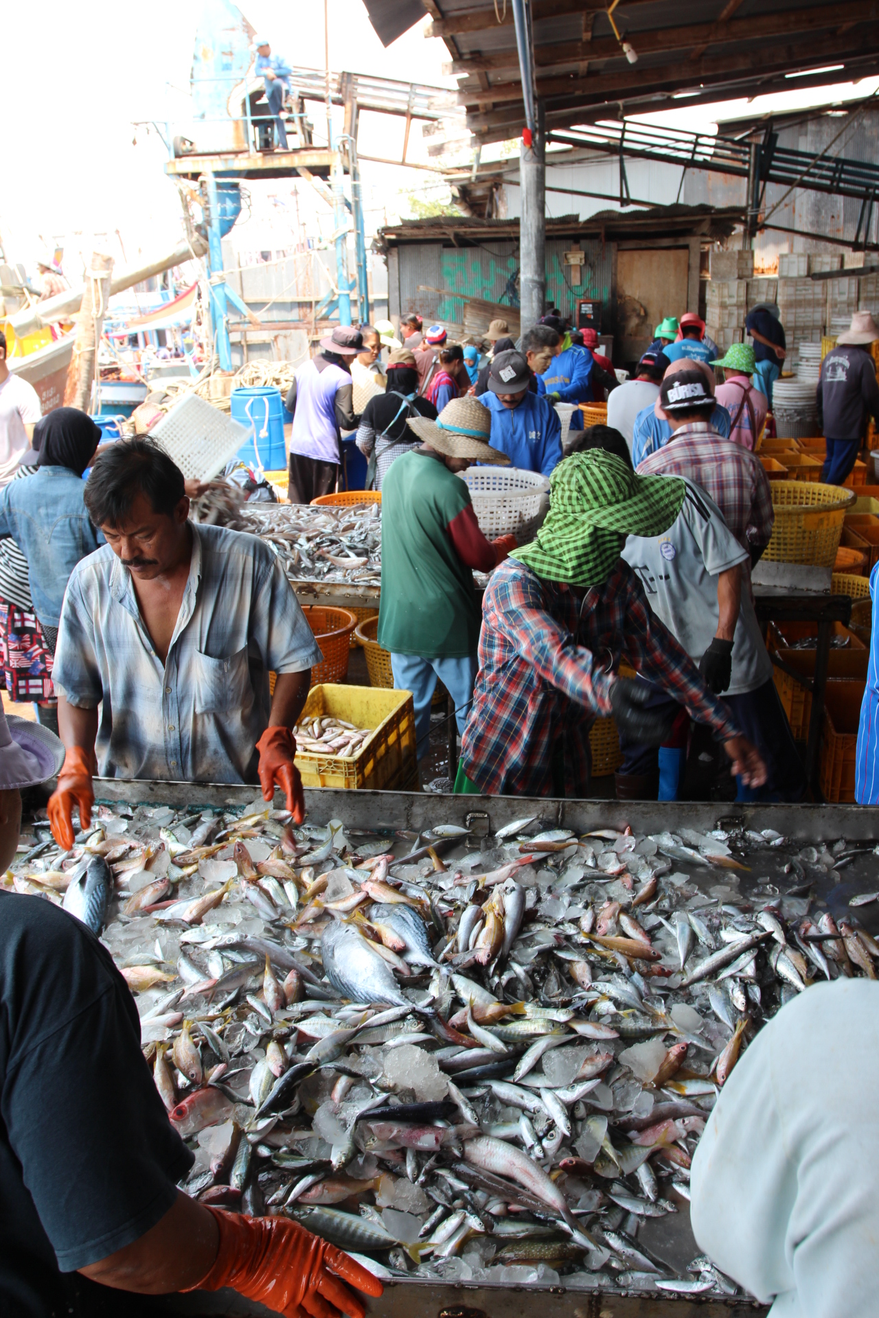 MTI THAILAND: WILD-CAUGHT SEAFOOD: FISHMEAL: THE ANDAMAN TRAWL FISHERY ...