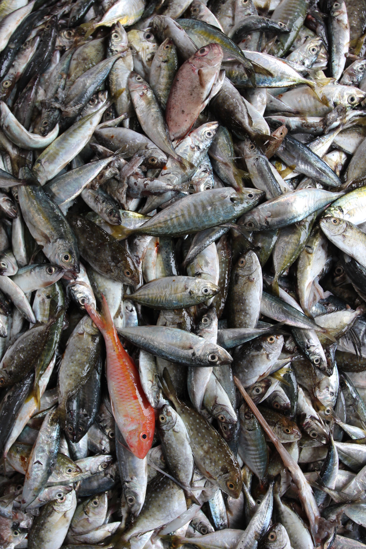 MTI THAILAND: WILD-CAUGHT SEAFOOD: FISHMEAL: THE ANDAMAN TRAWL FISHERY ...