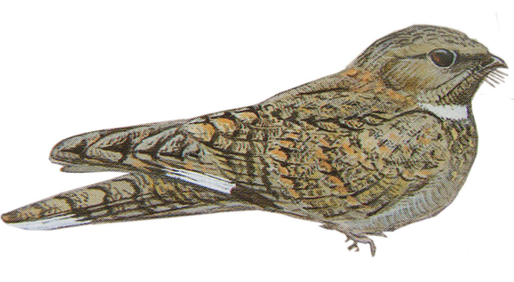 New bird for Nepal found in Koshi Tappu | WWF