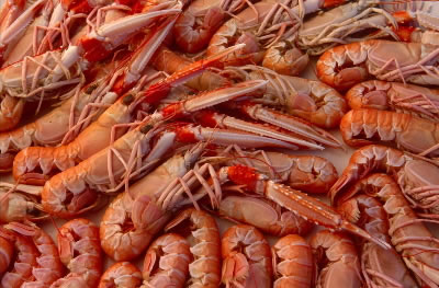 Dishes of destruction: the hidden cost of seafood | WWF