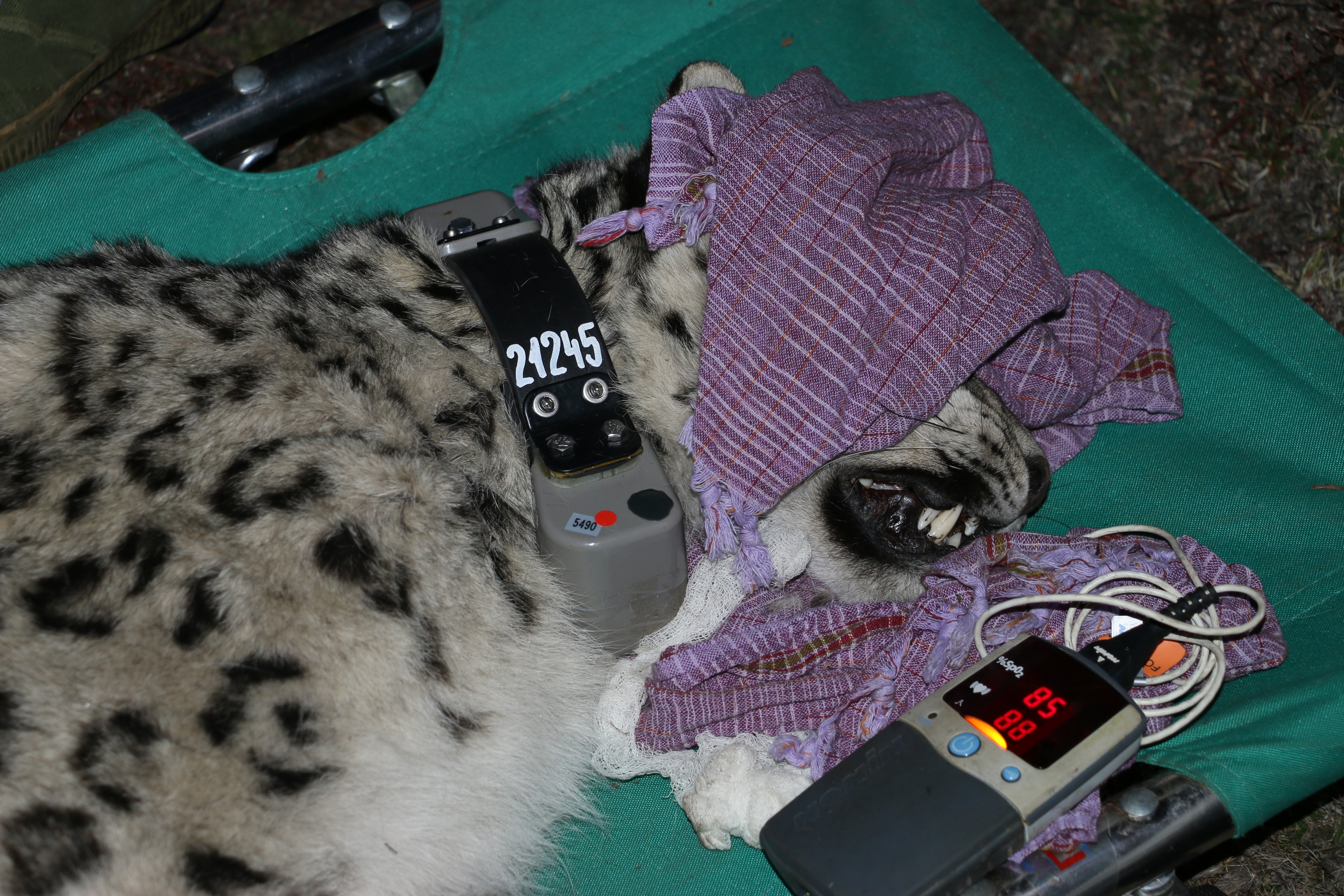 First female snow leopard GPS-collared in Nepal paves way for new ...