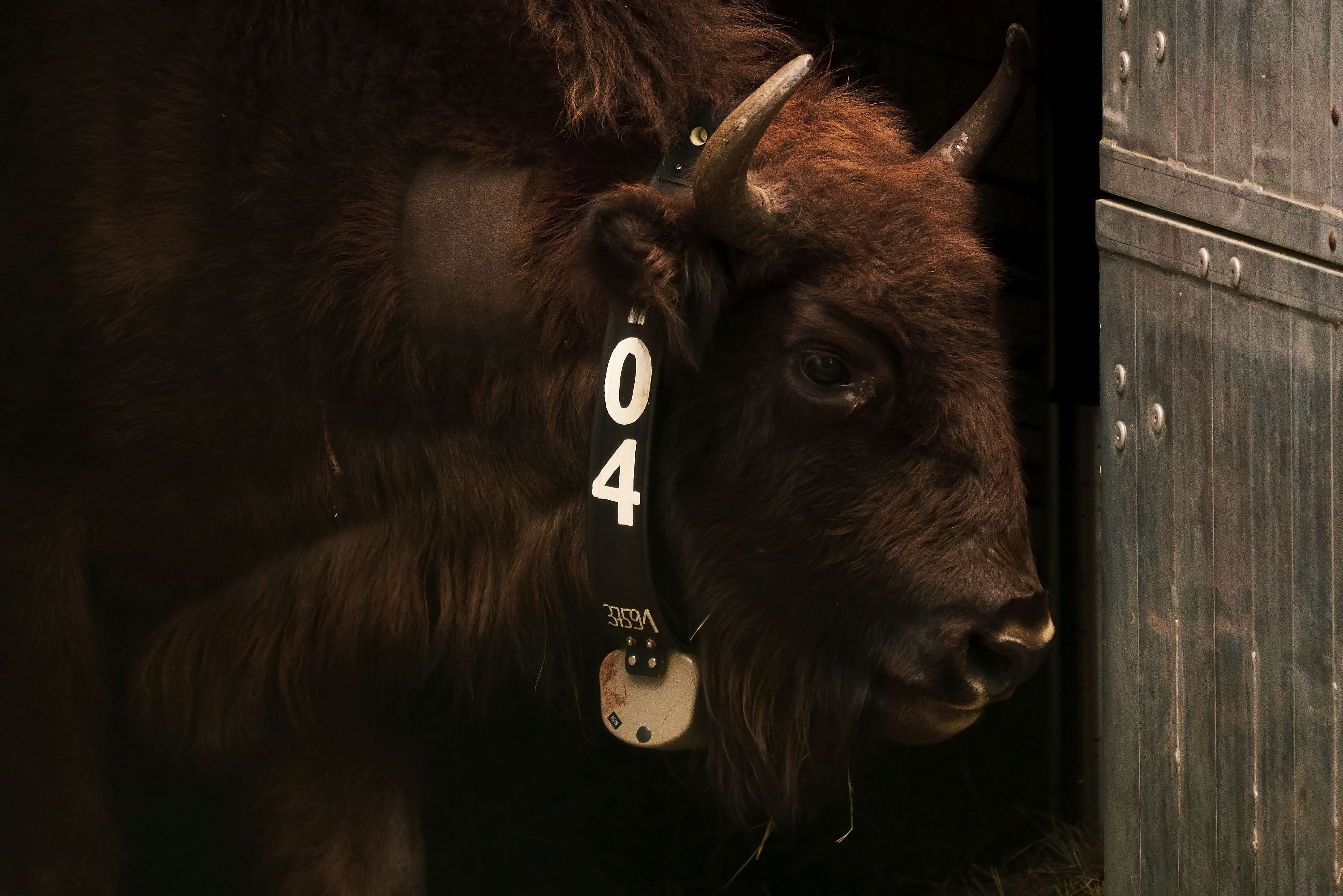 Eight New Bison Contribute to the Largest Free-Roaming Population in ...
