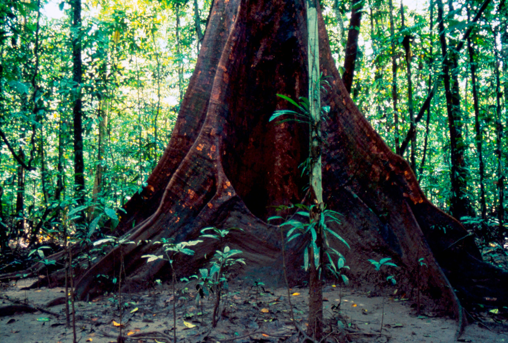 Papua New Guinea attains global forest accreditation | WWF